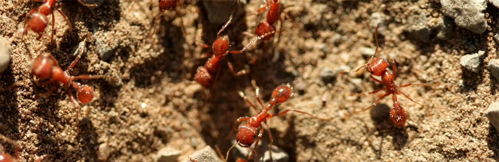 The Dangerous, Lawn Damaging Fire Ant of Georgia | Papa Turf